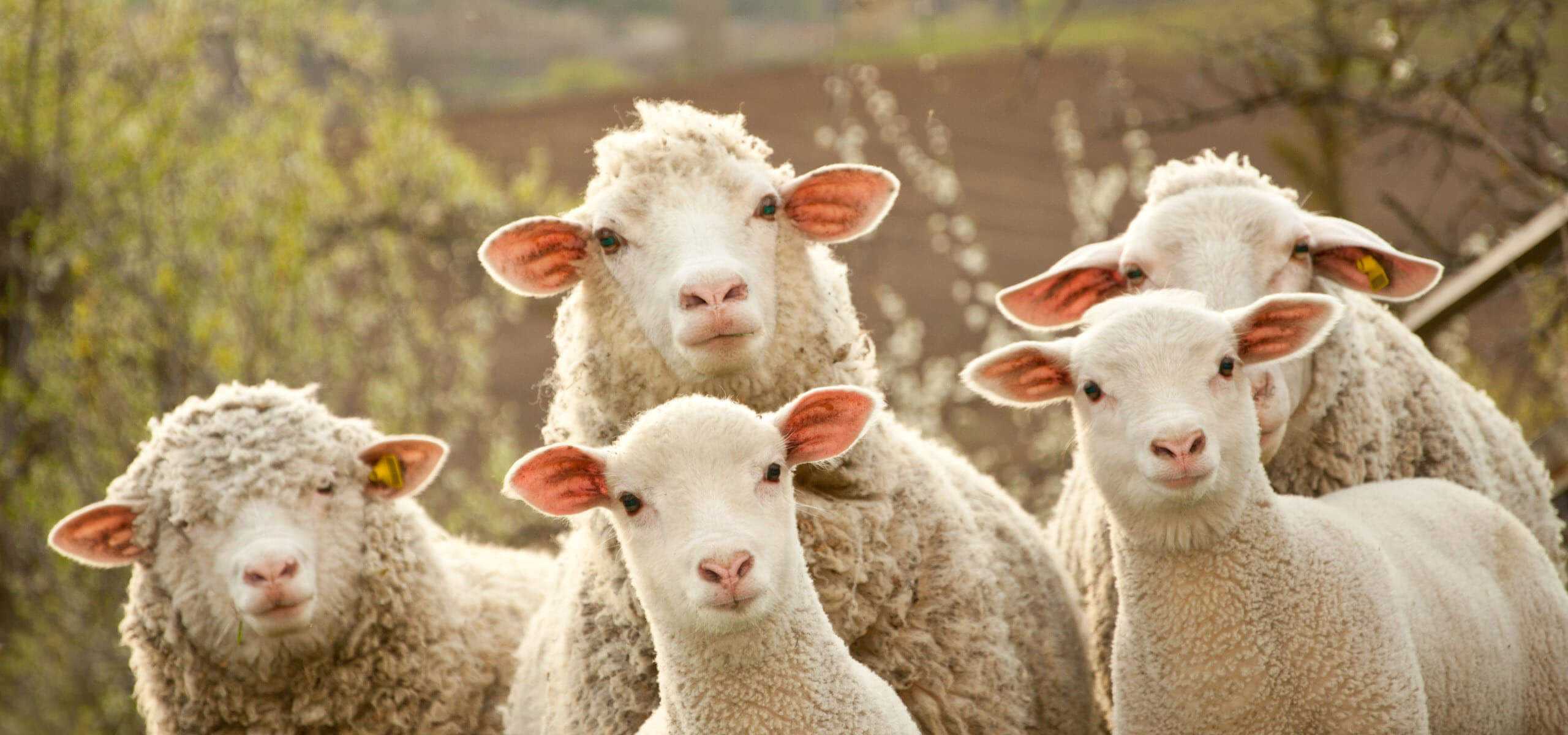 Home - Euro Quality Lambs